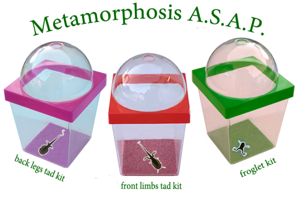 Mini Life Cycle Kit - #1 FREE Shipping Kit! | GrowaFrog