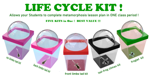 Classroom Tadpole Kits -#1 Perfect For Education! | GrowaFrog